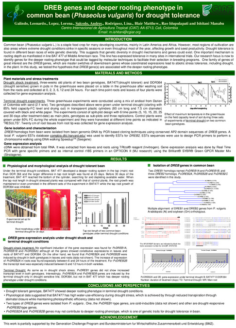 DREB genes and deeper rooting phenotype in common bean (Phaseolus ...