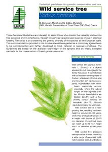 Wild service tree (Sorbus torminalis) | Alliance Bioversity ...