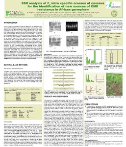 SSR analysis of F1 intra specific crosses of cassava for identification of new sources of CMD ...