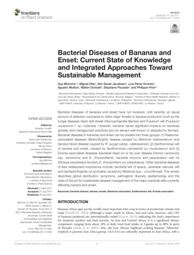 Bacterial diseases of bananas and enset