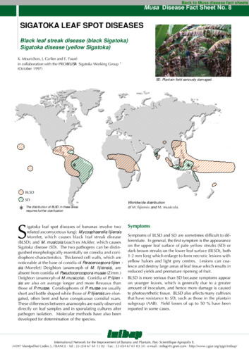 Sigatoka leaf spot diseases: Black leaf streak disease