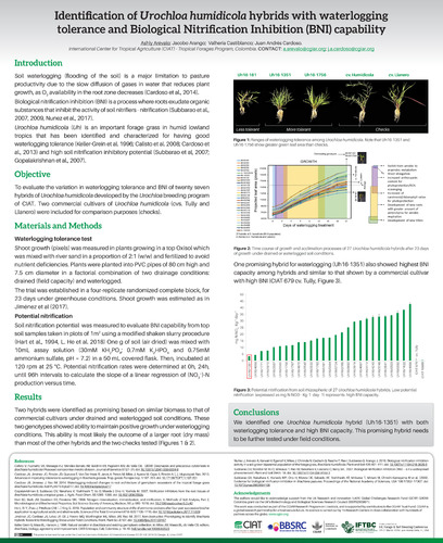 Identification of Urochloa humidicola hybrids with waterlogging