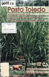 Pasto toledo (Brachiaria brizantha CIAT 26110): Gramínea de crecimiento ...