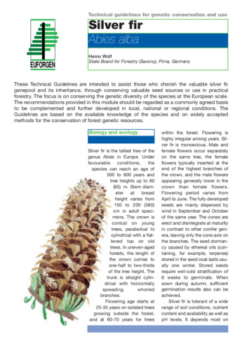 Silver fir (Abies alba) | Alliance Bioversity International - CIAT