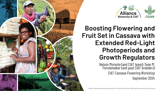 Boosting flowering and fruit set in cassava with extended red-light ...