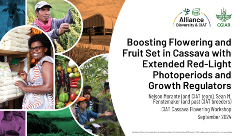 Boosting flowering and fruit set in cassava with extended red-light photoperiods and growth ...