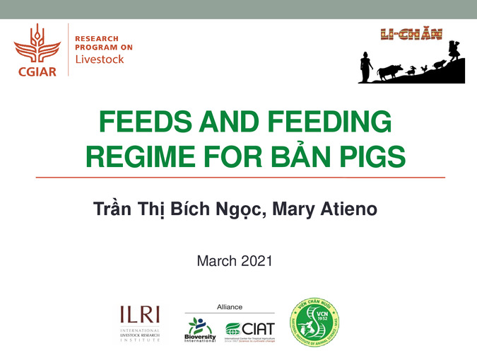 Feeds and feeding regime for Ban pigs | Alliance Bioversity ...