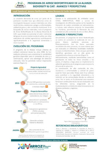 Biofortified rice program of the Alliance Bioversity and CIAT: Progress ...