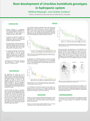 Root development of Urochloa humidicola genotypes in hydroponic system ...