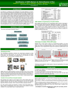 Identification of SNPs markers for biofortification in rice