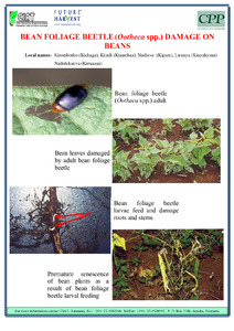 Bean foliage beetle (Ootheca spp.) damage on beans | Alliance ...