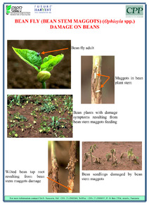 Bean fly (bean stem maggots) (Ophioyia spp.) damage on beans | Alliance ...