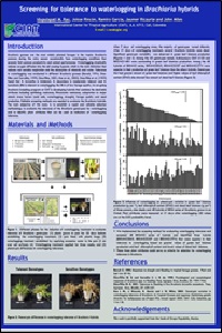 Screening for Tolerance to Waterlogging in Brachiaria Hybrids | Alliance Bioversity ...