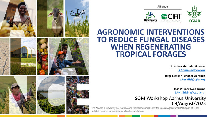 Agronomic interventions to reduce fungal diseases when regenerating ...