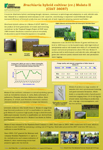 Brachiaria hybrid cultivar (cv.) Mulato II (CIAT 36087) | Alliance Bioversity International - CIAT