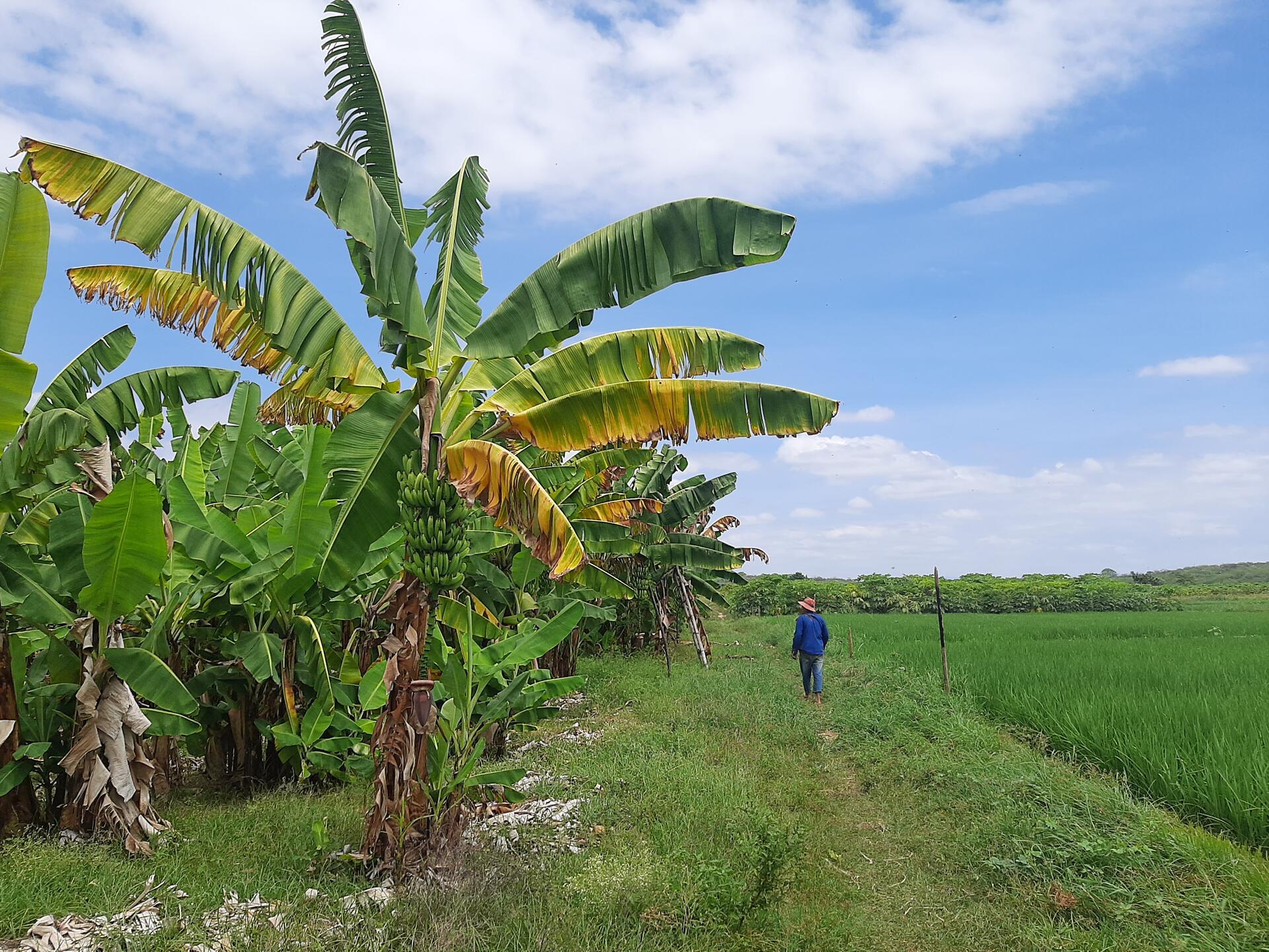 Banana Farmers in Piura Face the Hidden Cost of Fusarium TR4: The ...