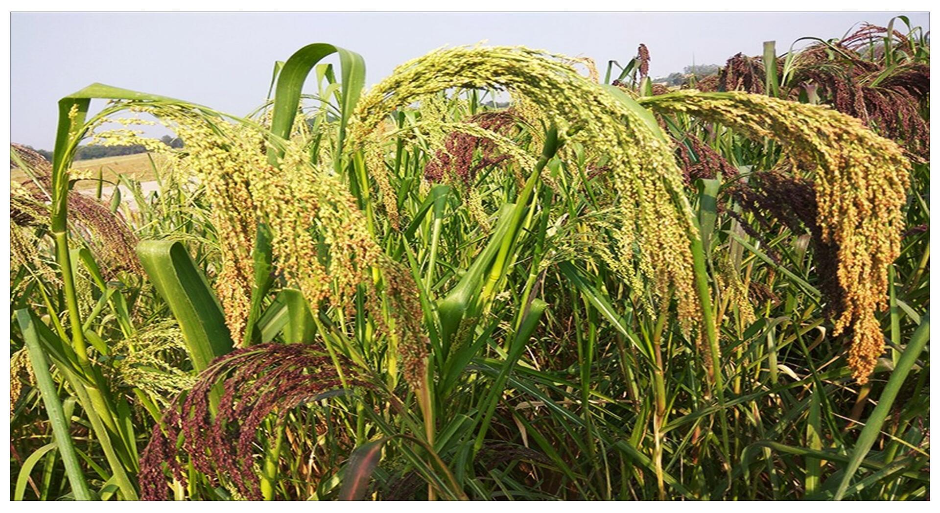 Consumption of Resilient Orphan Crops & Products for Healthier Diets