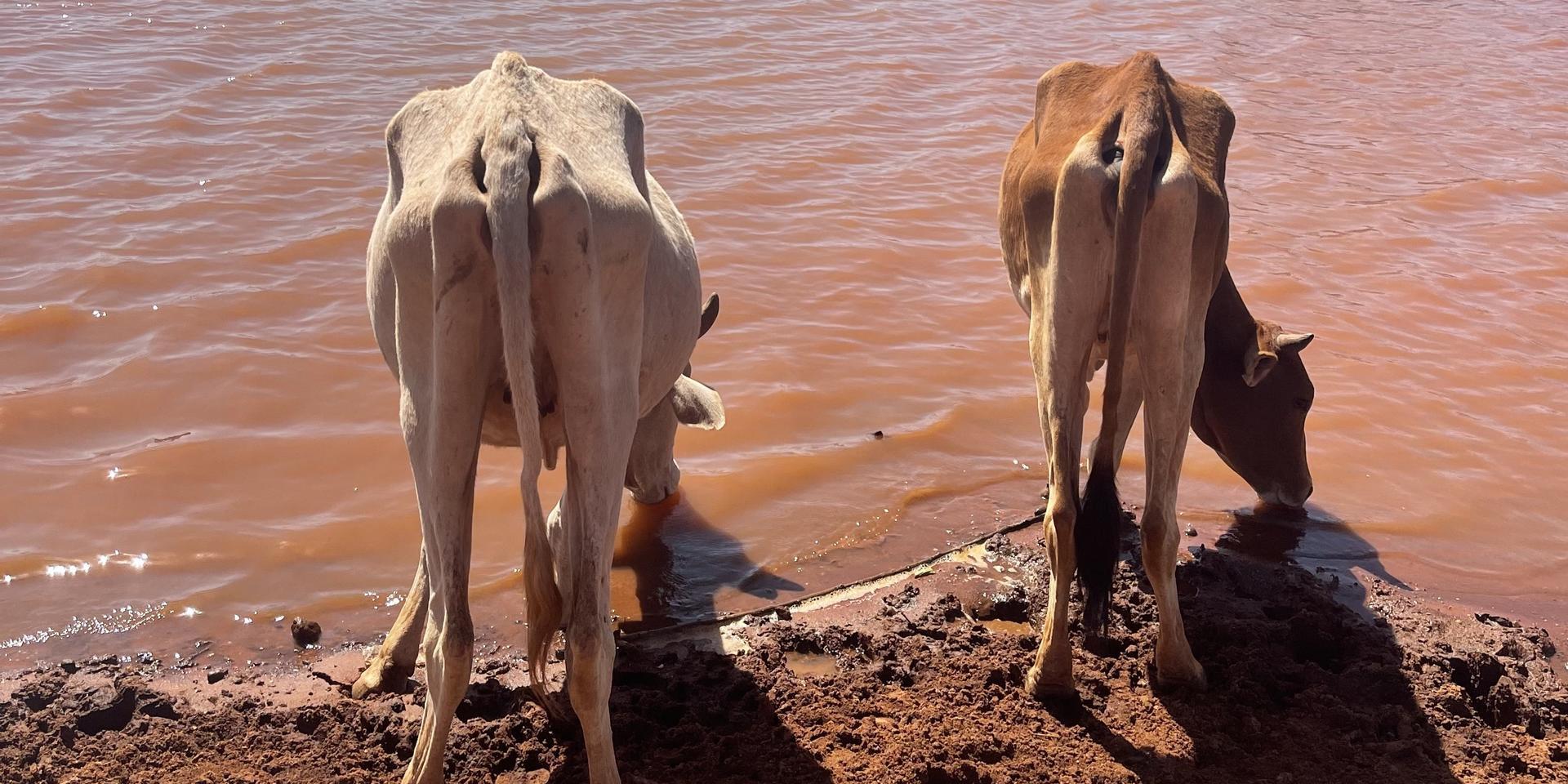 Digital system helps Ethiopia’s pastoralist communities