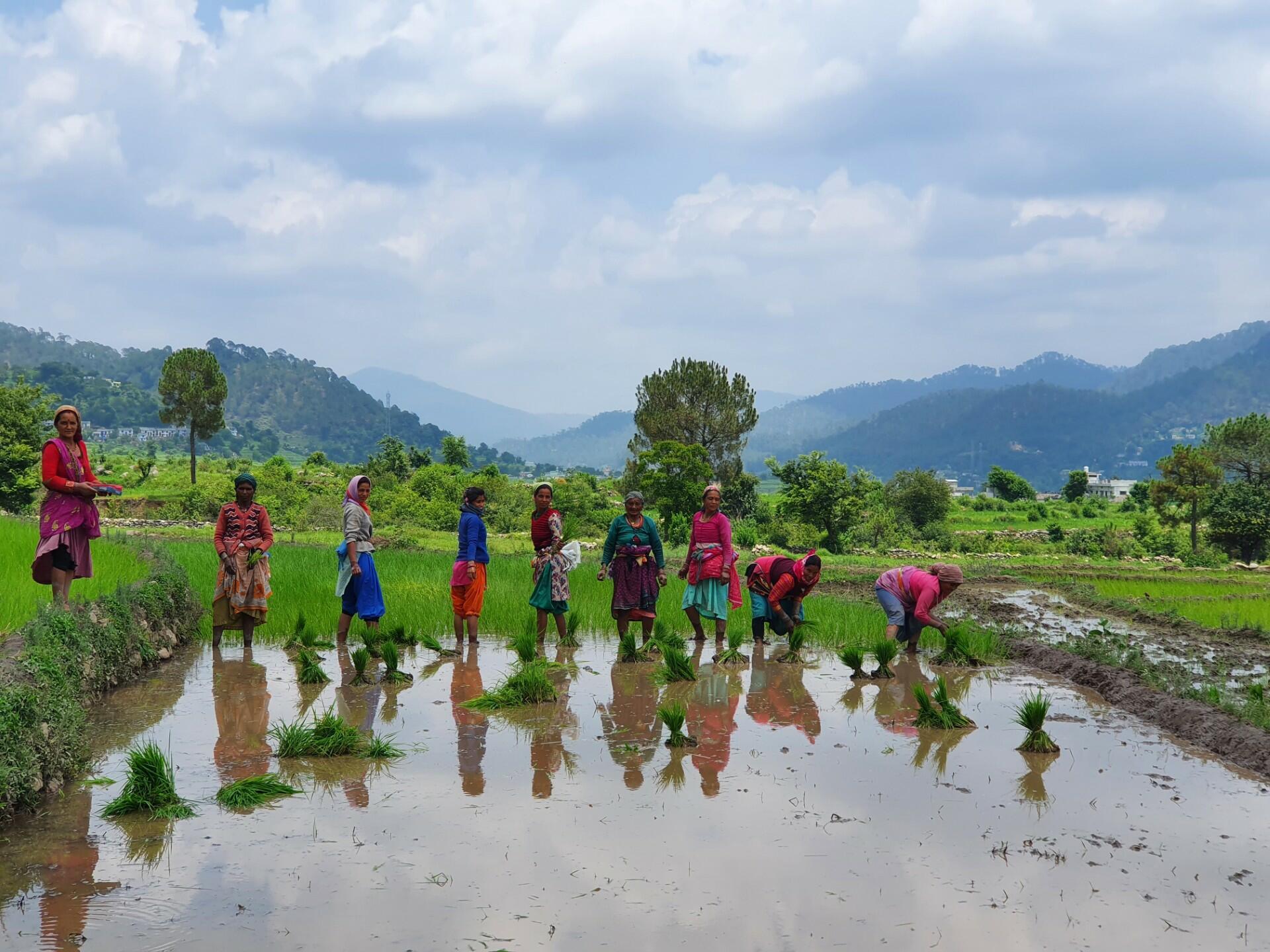 Indian Farmers Harvest Gains From Conserved Traditional Varieties
