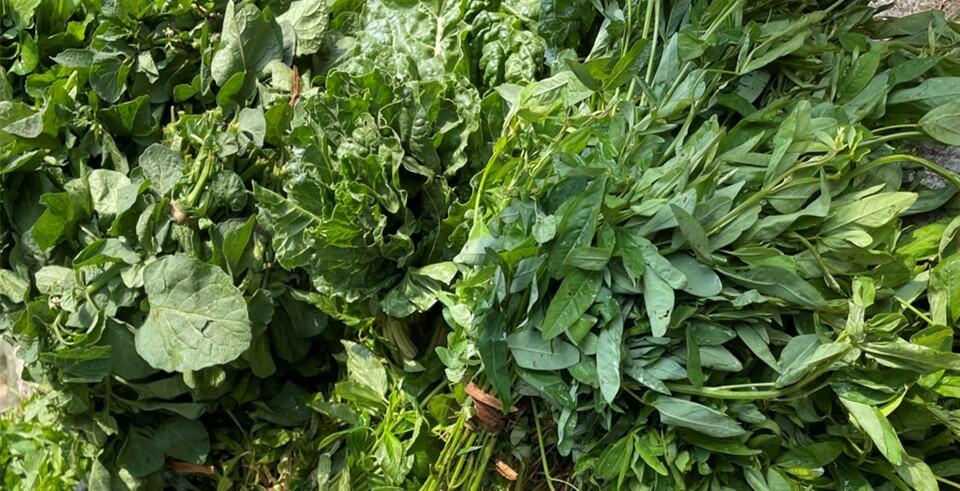 Vegetables are plentiful in the lean seasons