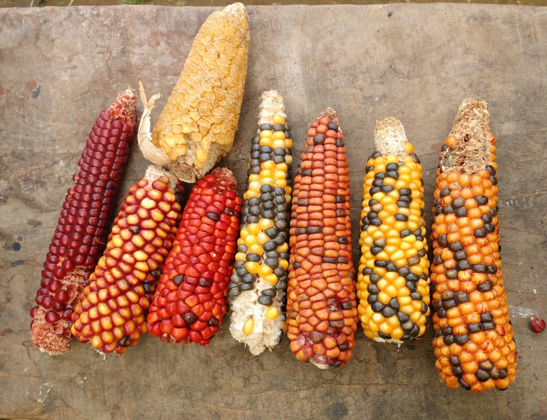 How smallholder farmers are conserving native maize