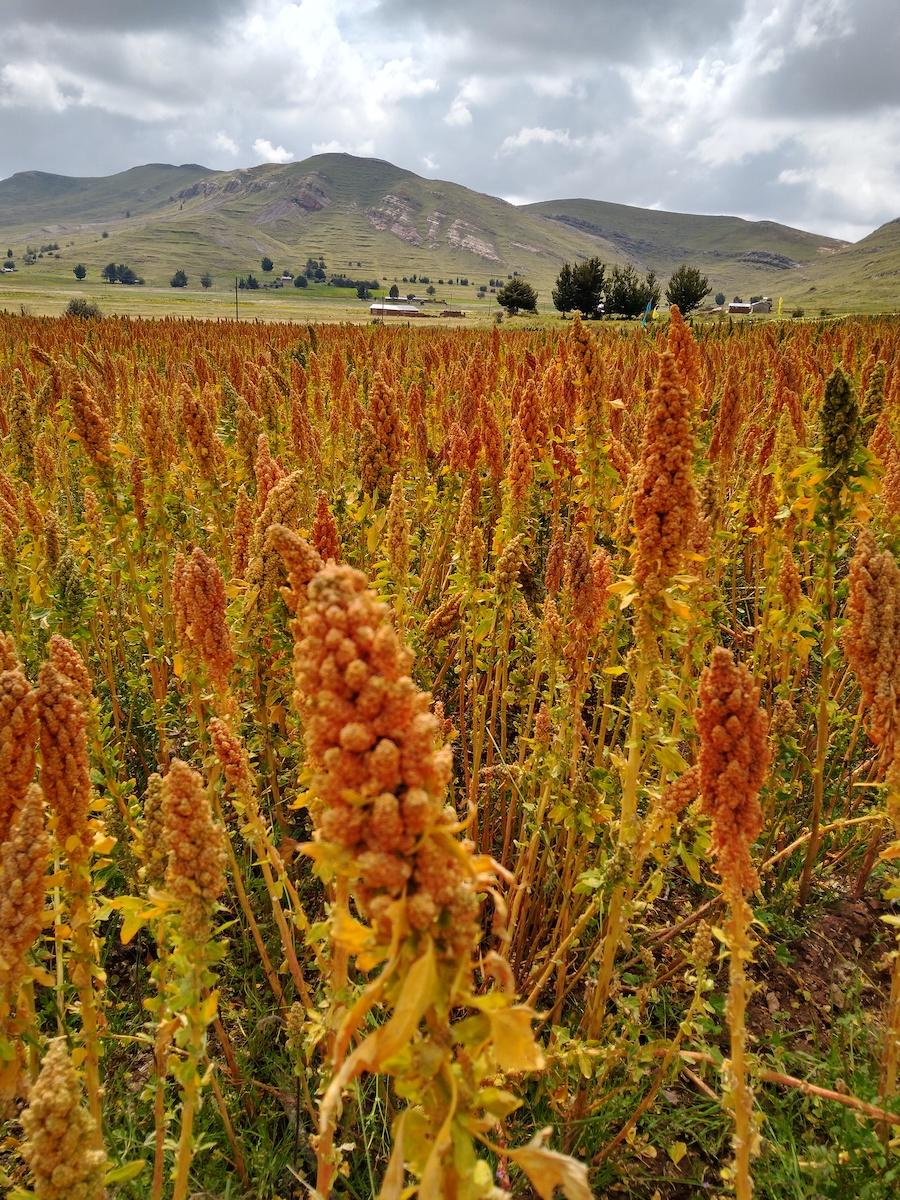 Got Quinoa Milk | Alliance Bioversity International - CIAT