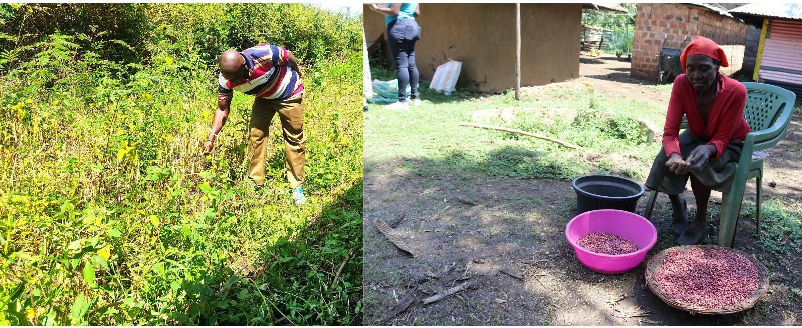 How Weather & Climate Information is transforming Bean farming