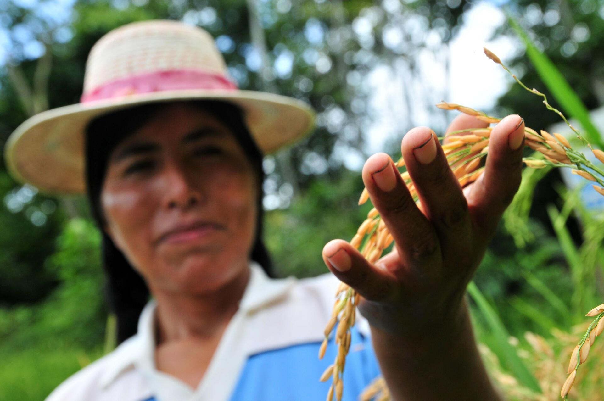 CRISPR and Genetic Scissors: Gene Editing for Food Security