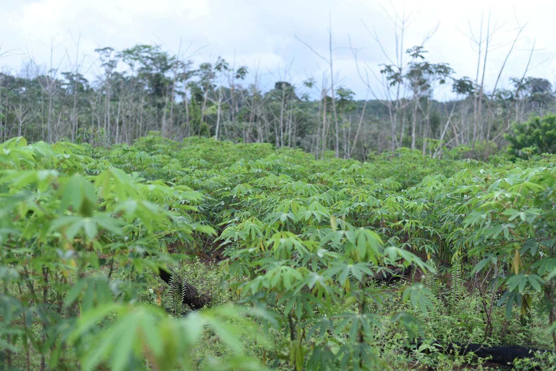 Cassava Witches’ Broom Disease takes flight in South America