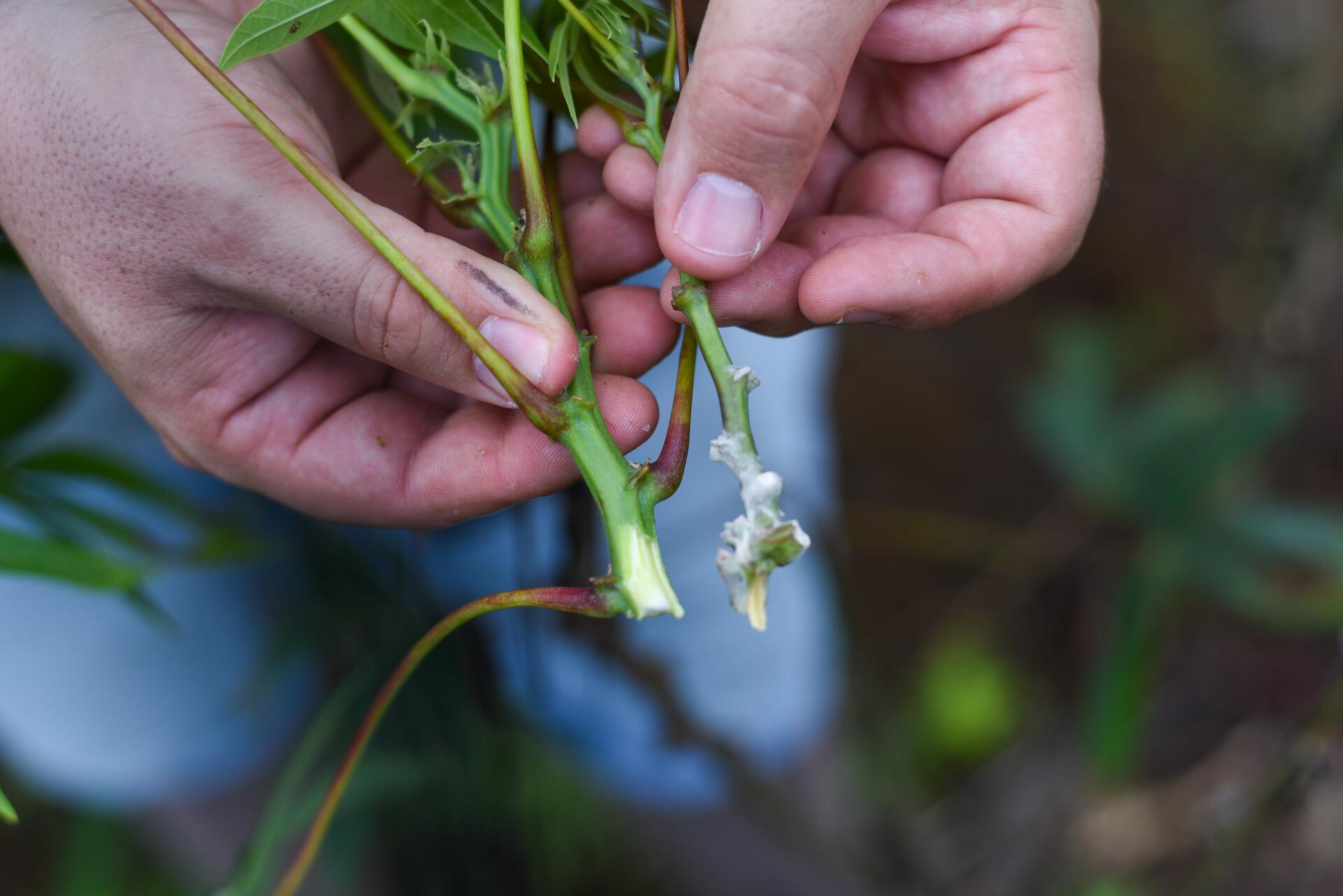 Cassava Witches’ Broom Disease takes flight in South America