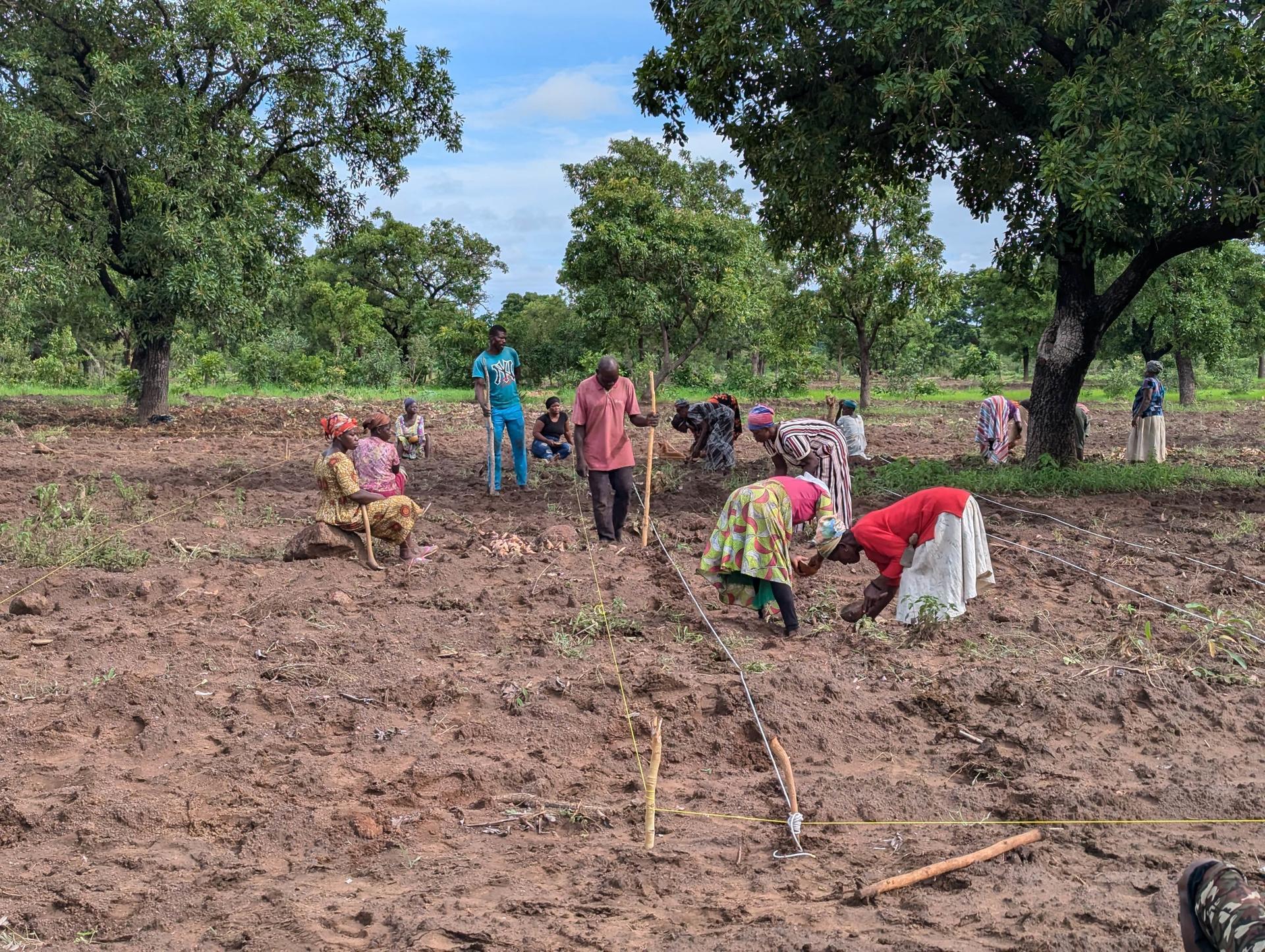 Establishing Demonstration Farms in Ghana