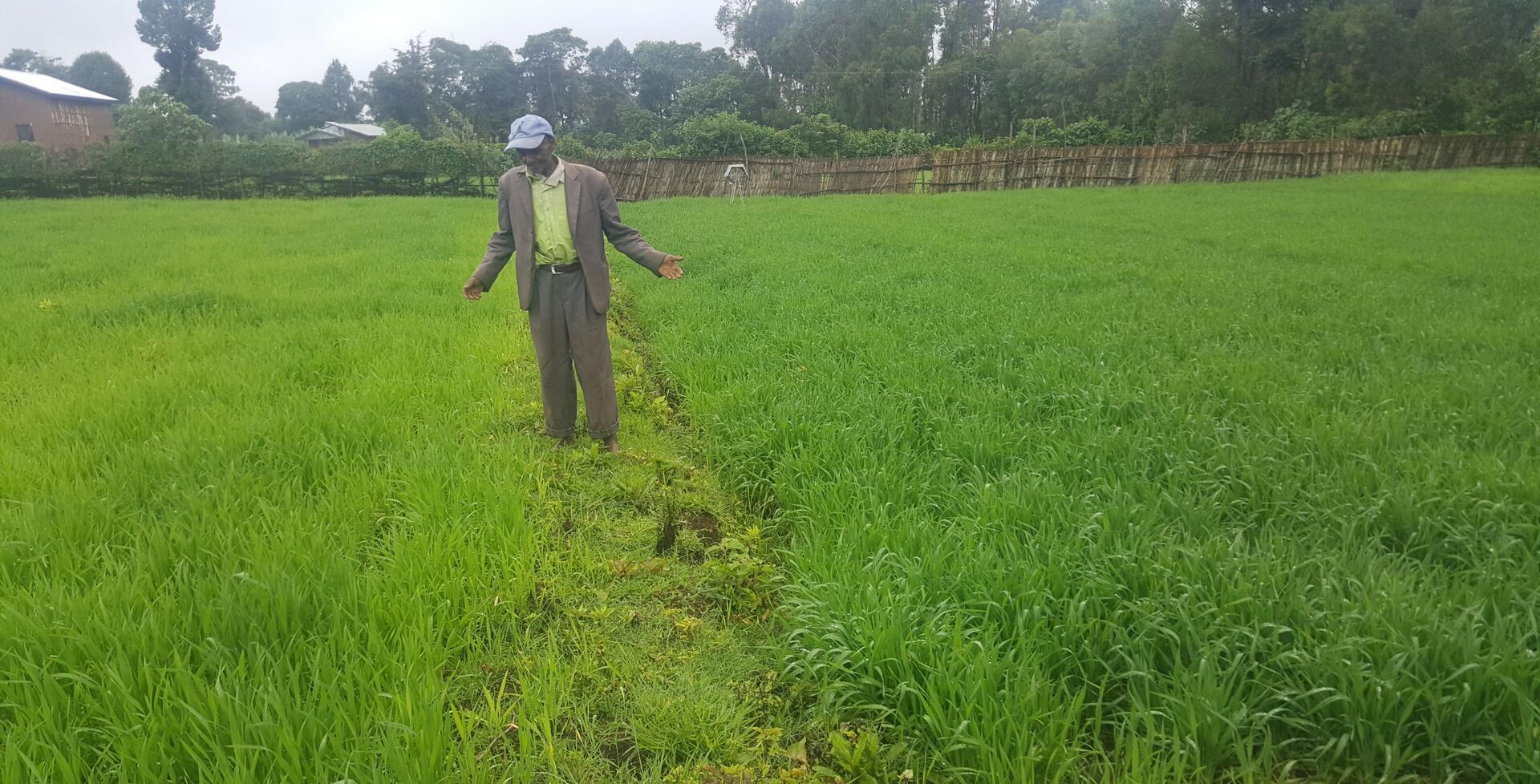 Les producteur.rice.s de blé en Éthiopie obtiennent jusqu’à 38 % de ...