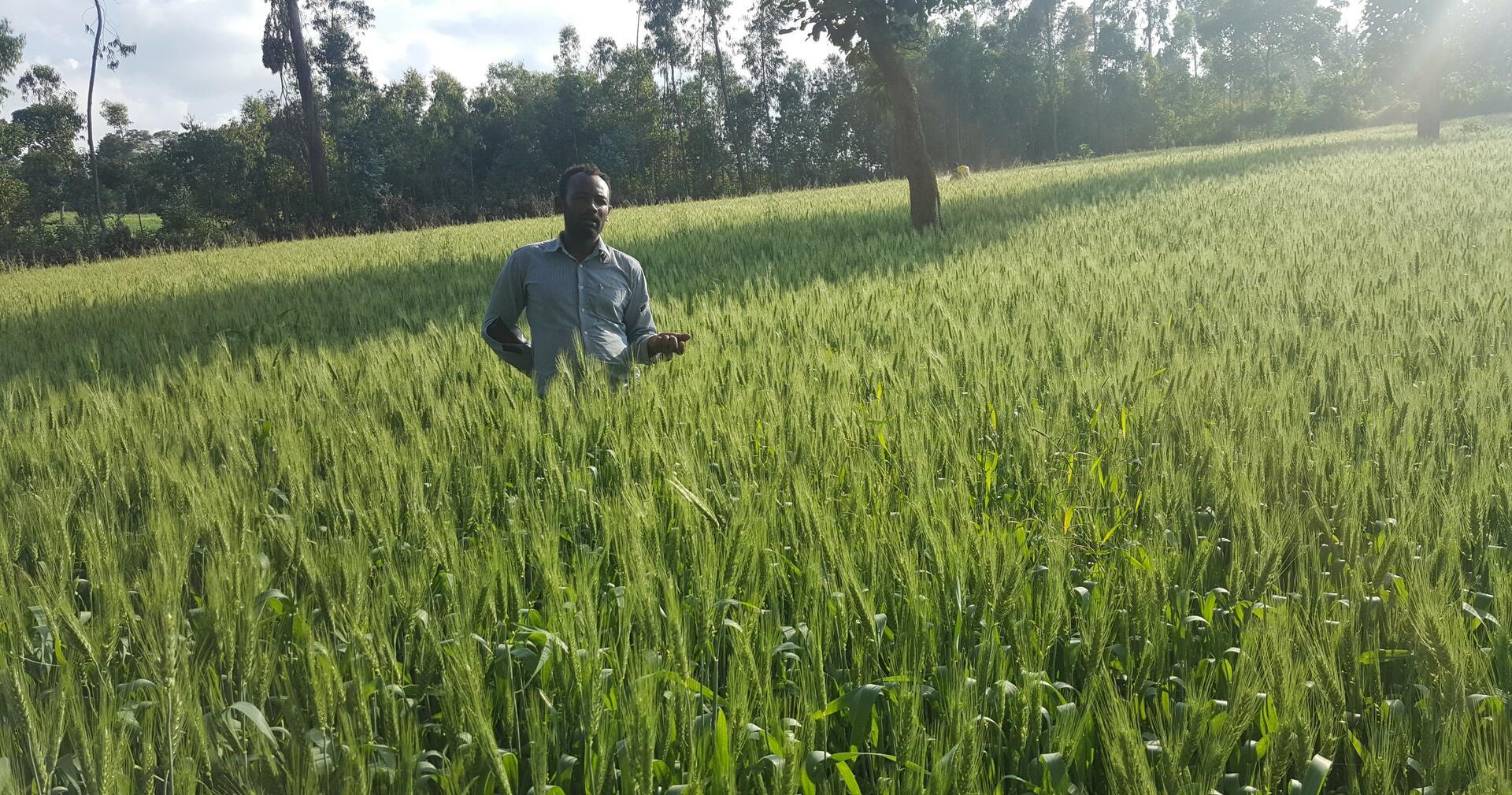Wheat farmers in Ethiopia achieve up to 38% higher yields with machine ...