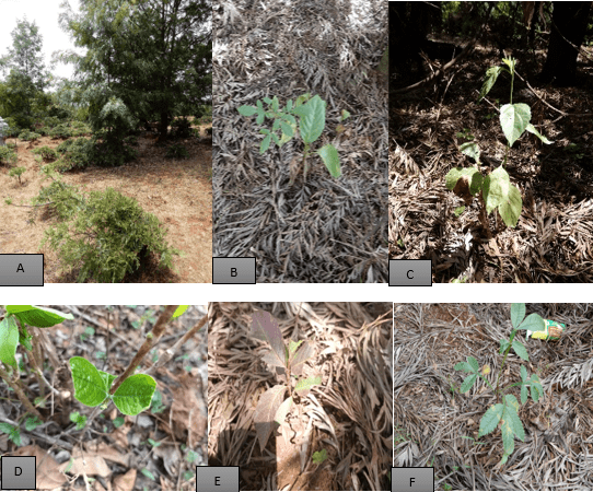 GLI contributed to the regeneration of local plant species: The case ...