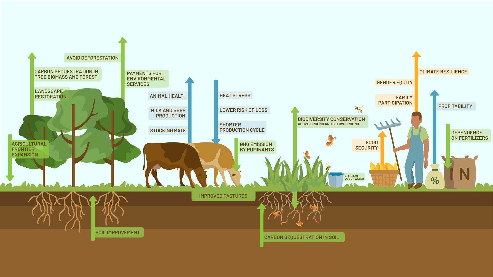 Trees, cows and climate: How Colombia’s silvopastoral systems are ...