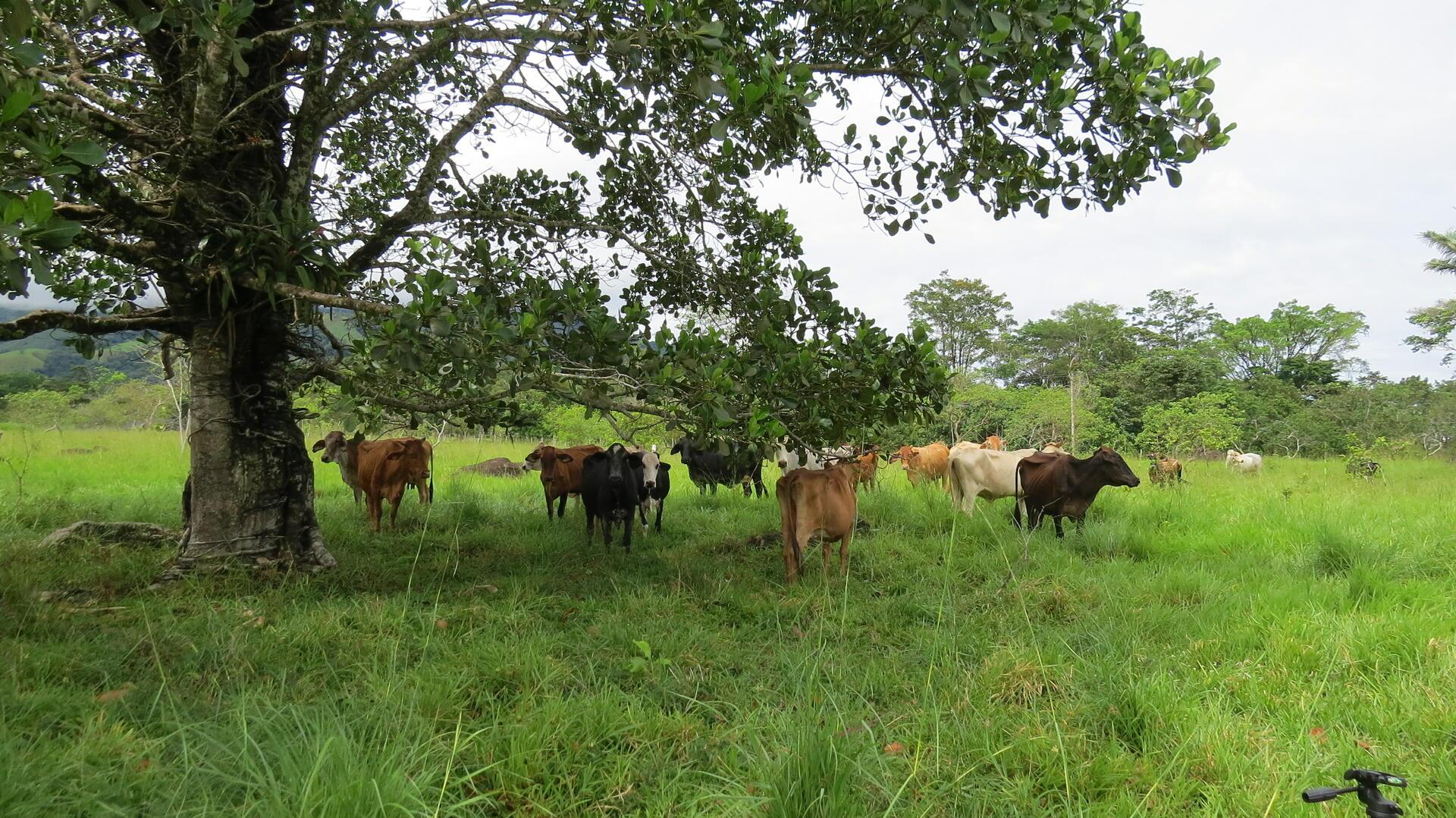 Trees, cows and climate: How Colombia’s silvopastoral systems are ...
