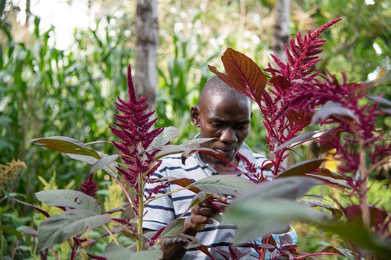 How Indigenous Vegetables Are Changing Kenya's Food Systems