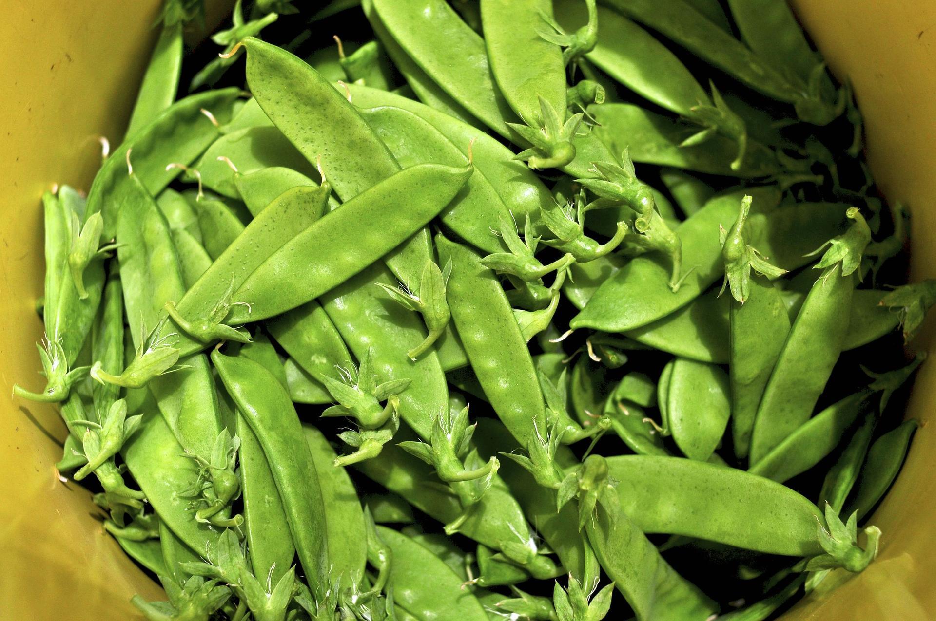 ¿Cuántos tipos de verduras hay? Guía completa
