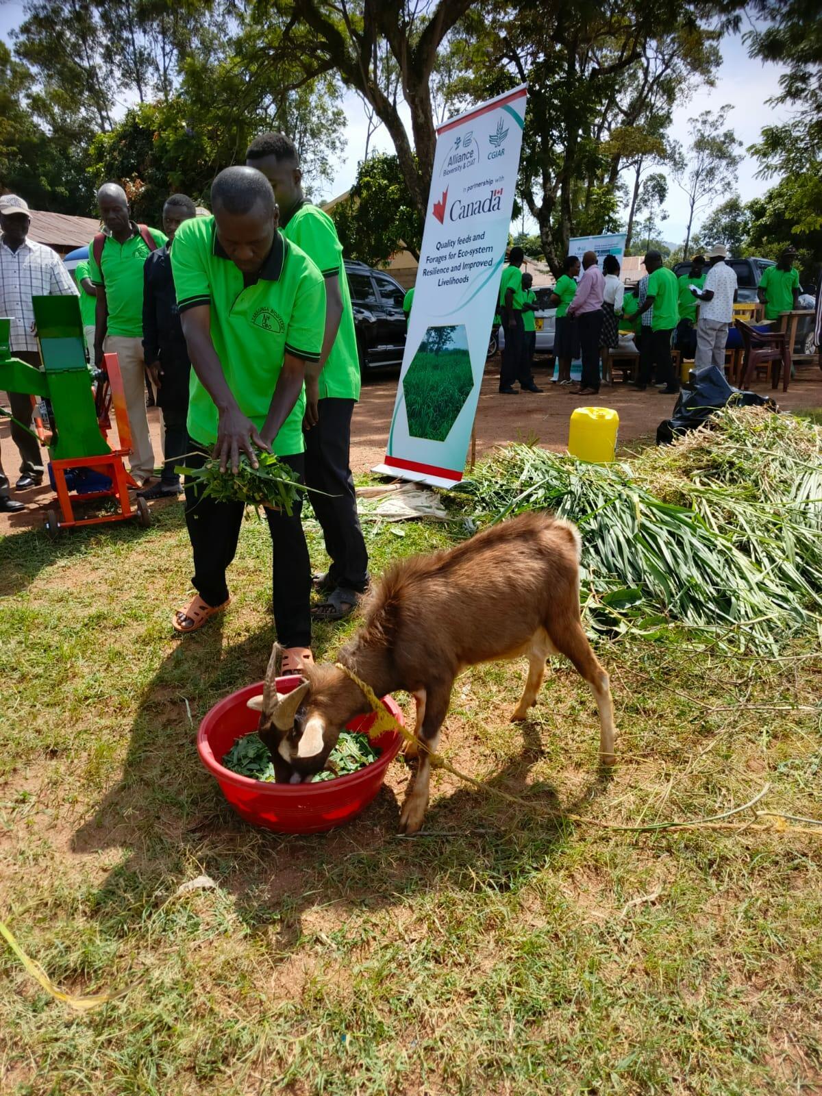 Kenya: Strengthening the livestock sector through improved fodder
