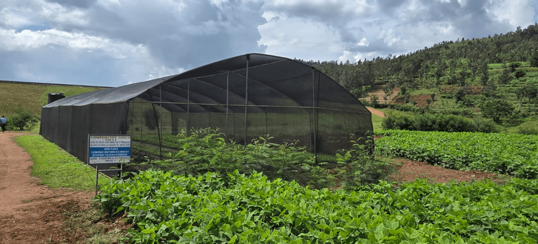 Resilient farming with beans, trees and bees in Rwanda
