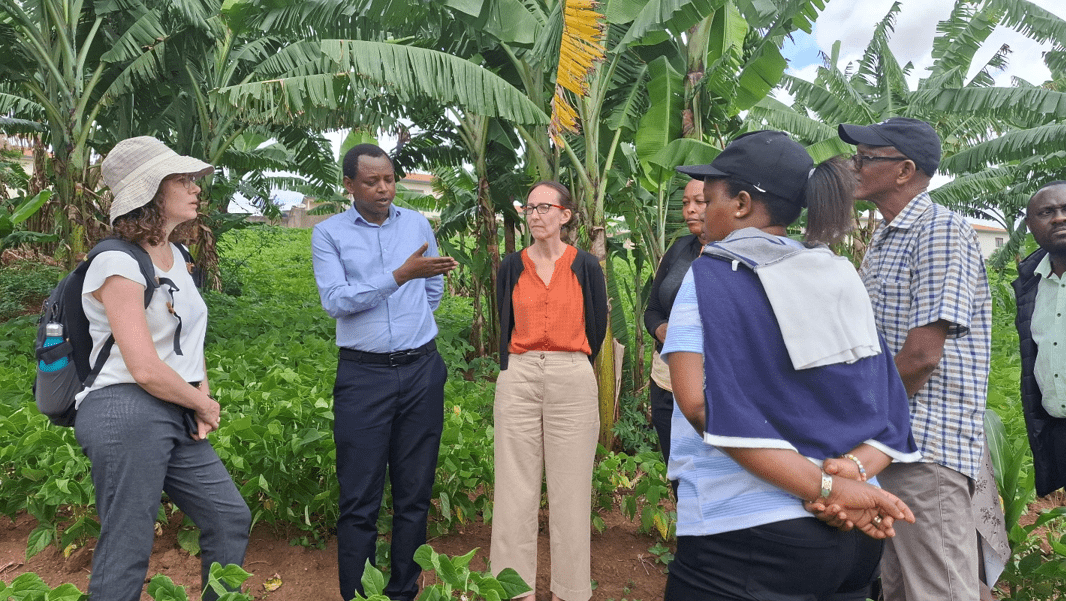 Resilient farming with beans, trees and bees in Rwanda
