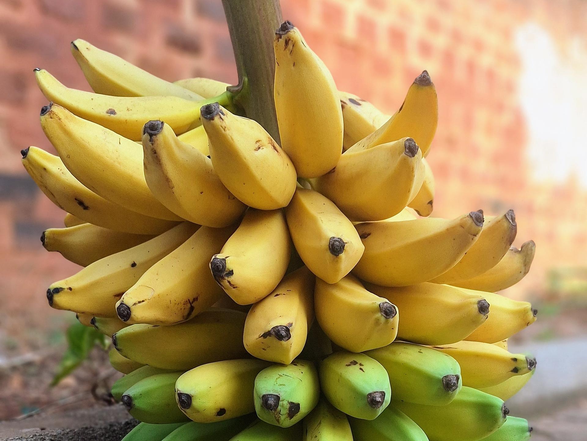 How nutritious bananas could help fight vitamin A deficiency