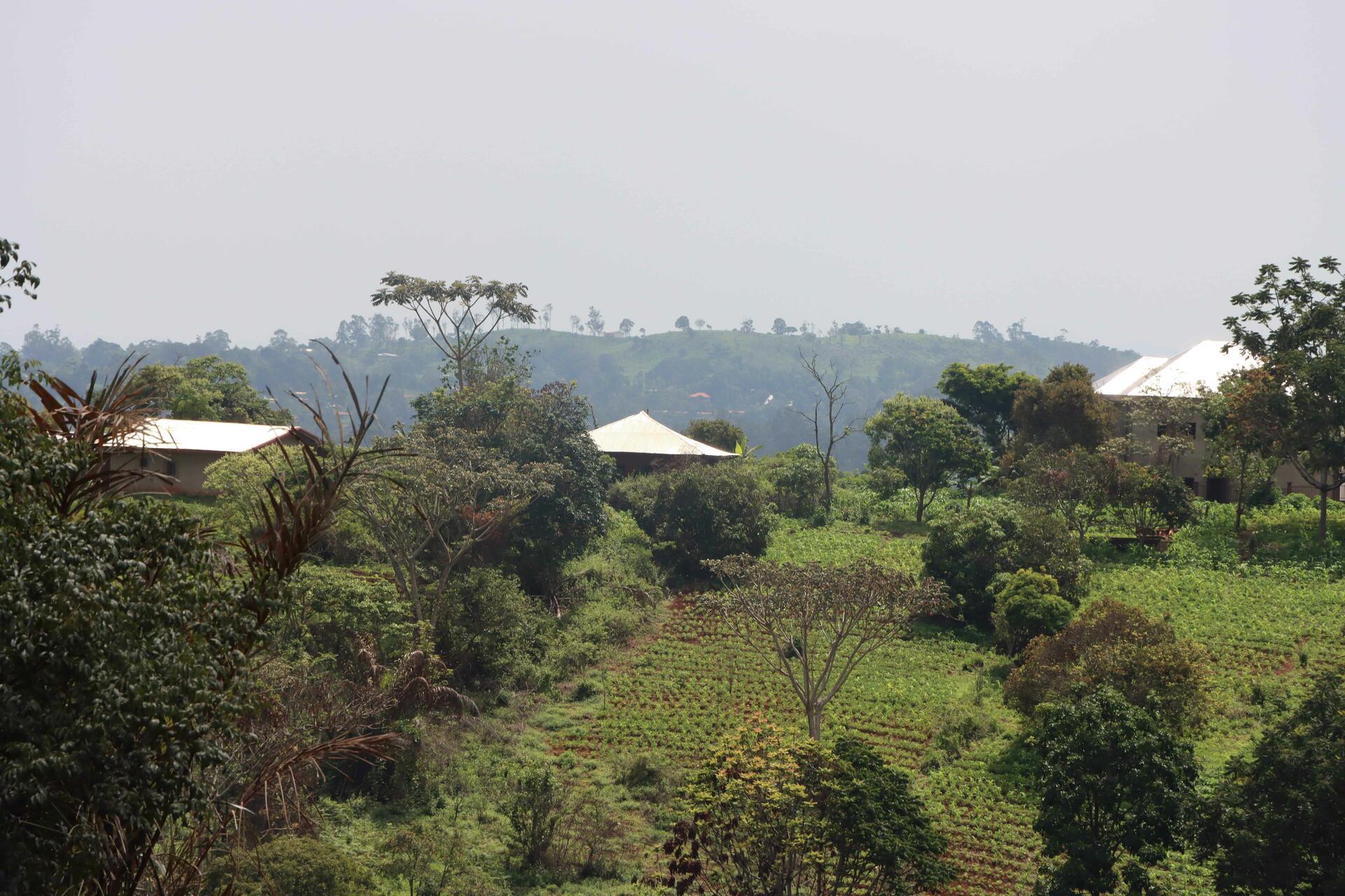 Projects and Flagship Initiatives in Cameroon