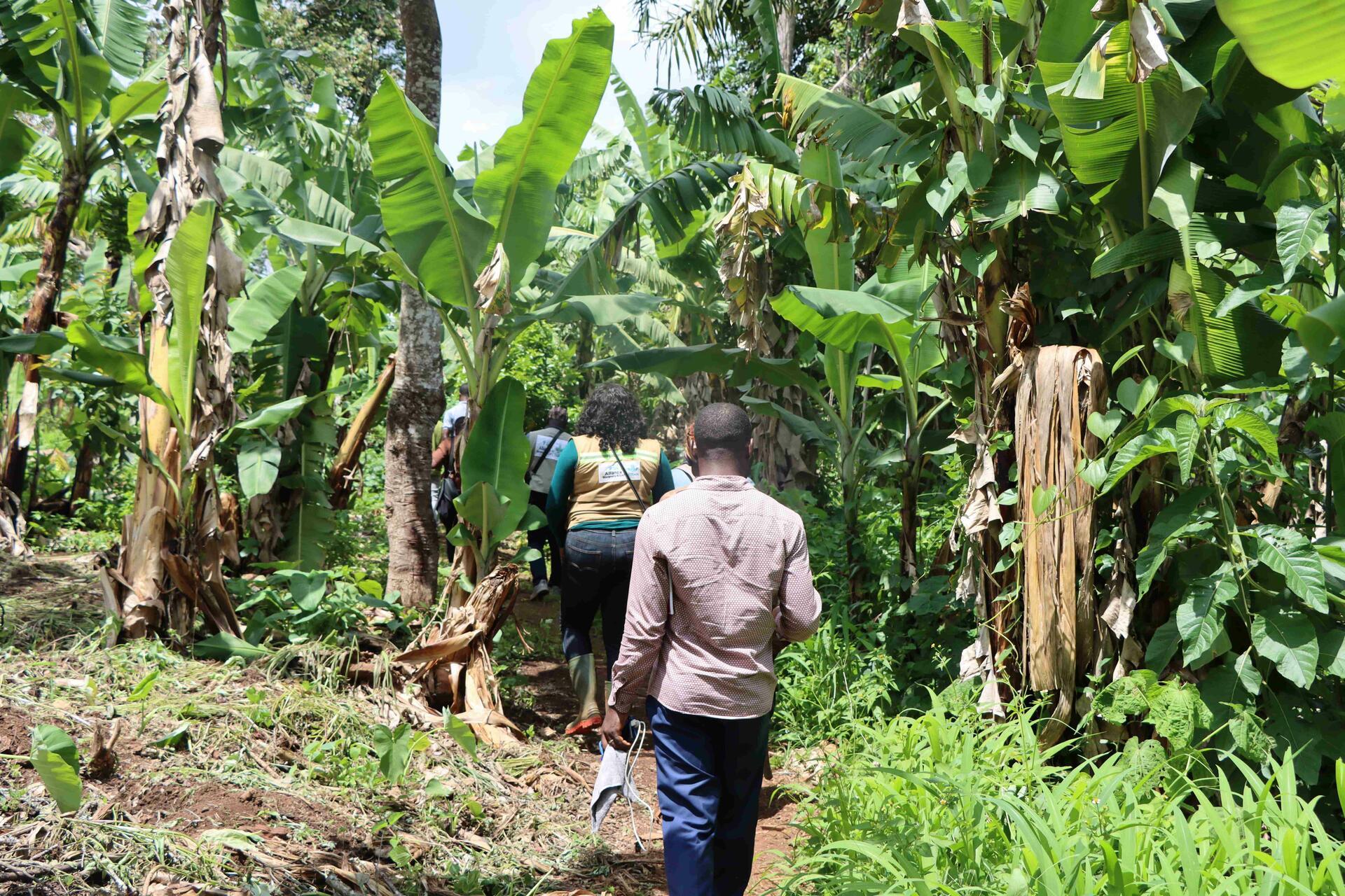 Projects and Flagship Initiatives in Cameroon