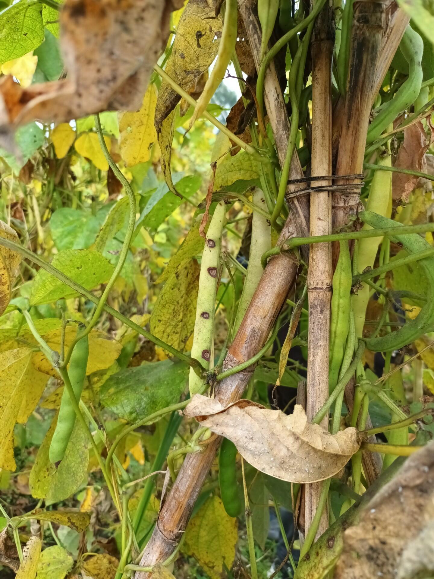 Bean Pathology Collaboration to Combat Diseases and Pests
