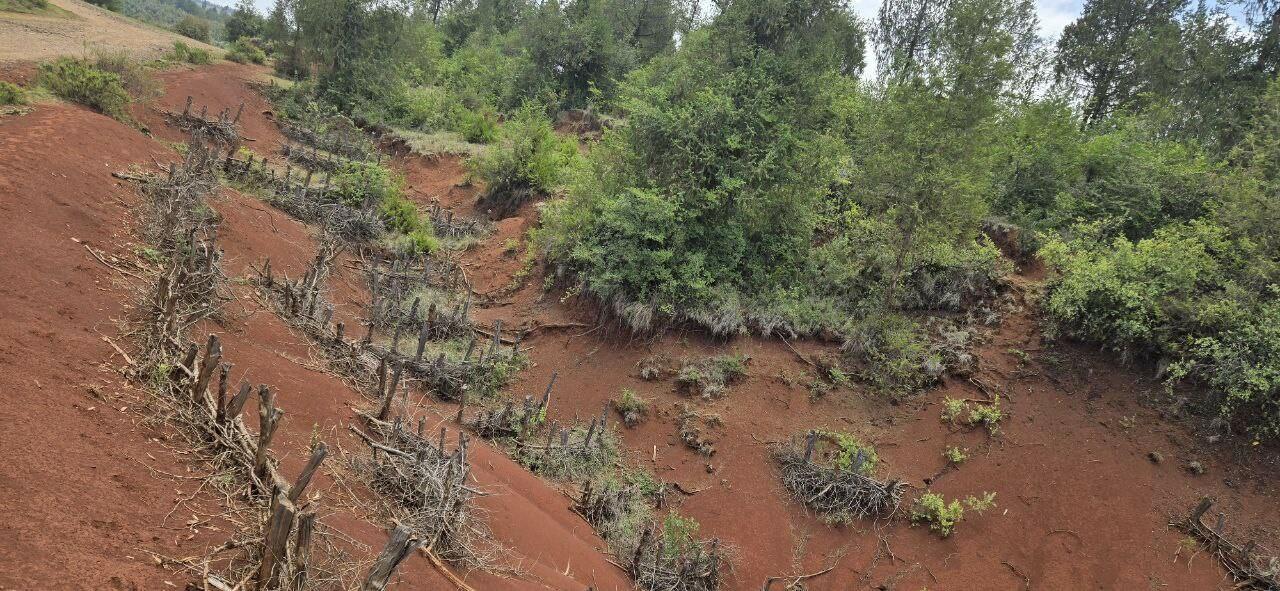 The Ethiopia Green Legacy Initiative: landscape restorations