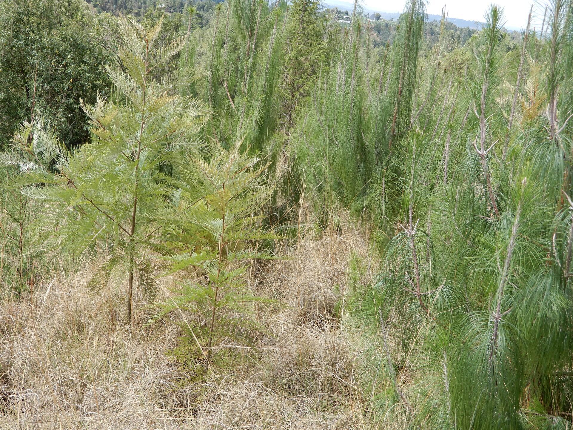 The Ethiopia Green Legacy Initiative: landscape restorations