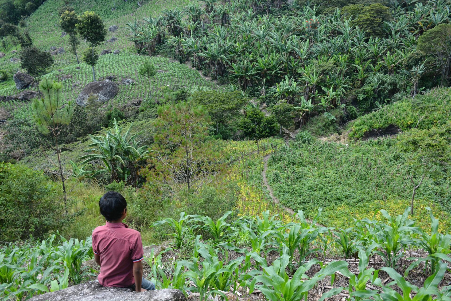 Climate Smart Villages in Guatemala and Honduras as Local Innovation ...