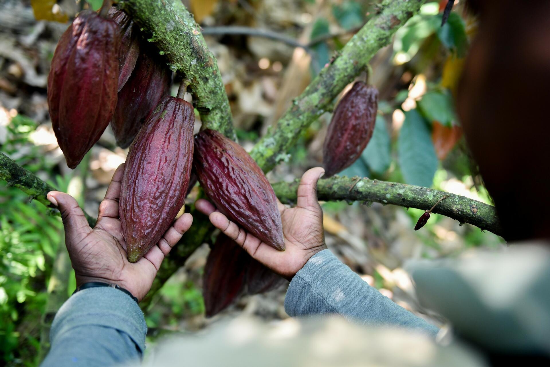 Conducting Studies on Zero Deforestation Cocoa