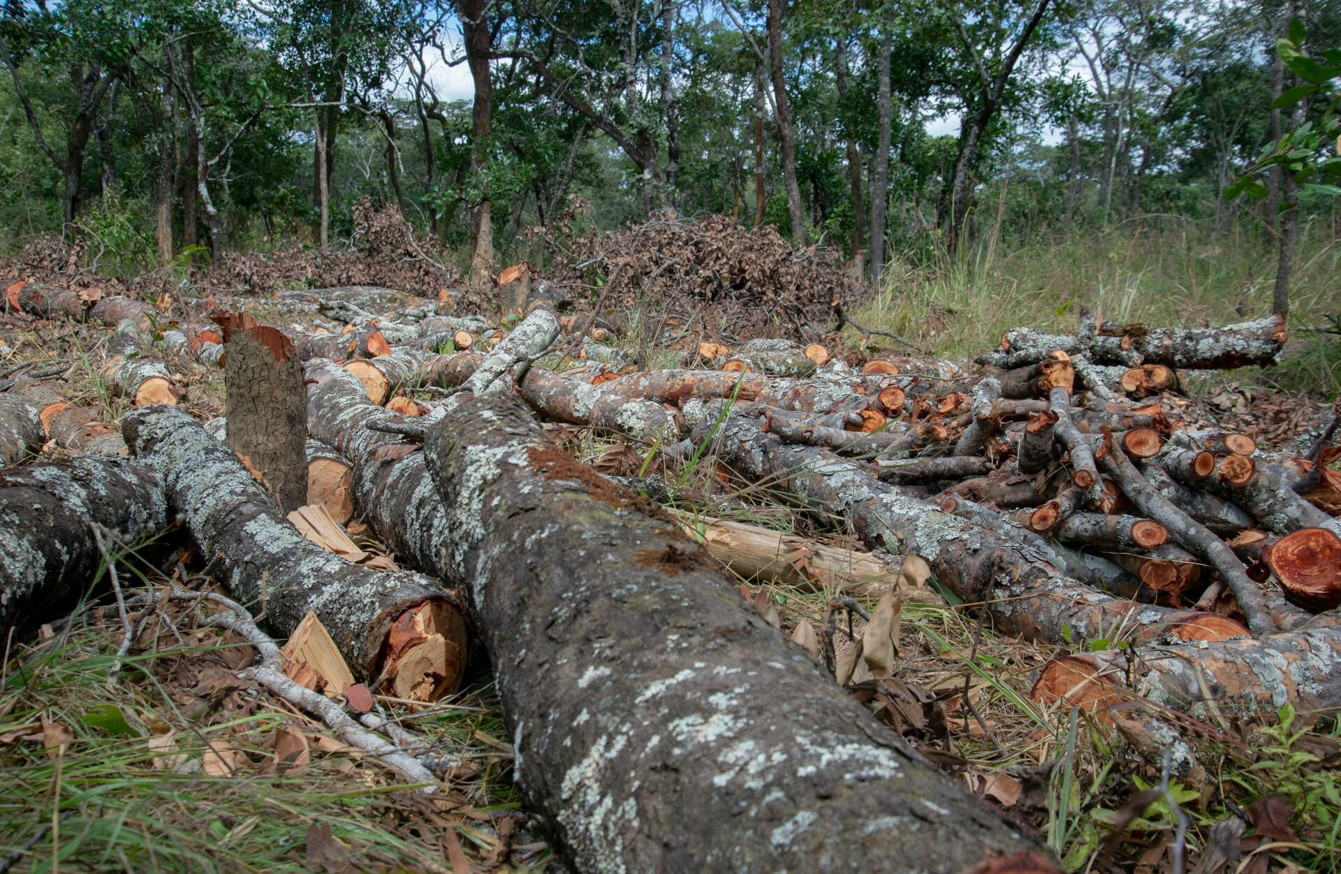 Restoring Zambia’s Miombo Forests, Rebuilding Livelihoods
